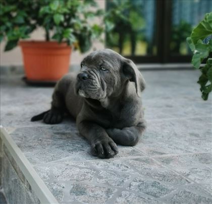 Cane Corso ( Kane Korso ) vrhunski