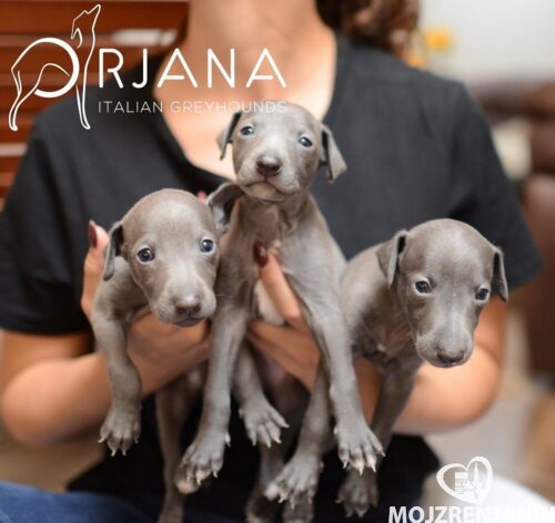 Mali italijanski hrt, štenci plave boje na prodaju – ORJANA GALAXY uzgaivačnica