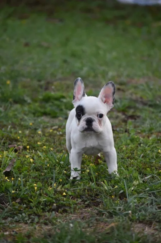 Francuski Buldog štenci