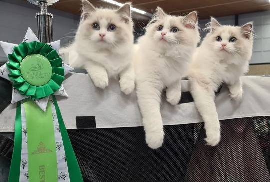 Prekrasna Ragdol Kitten Gccf Registered