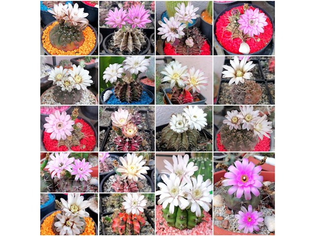 Seme kaktusa - Gymnocalycium mix (500)