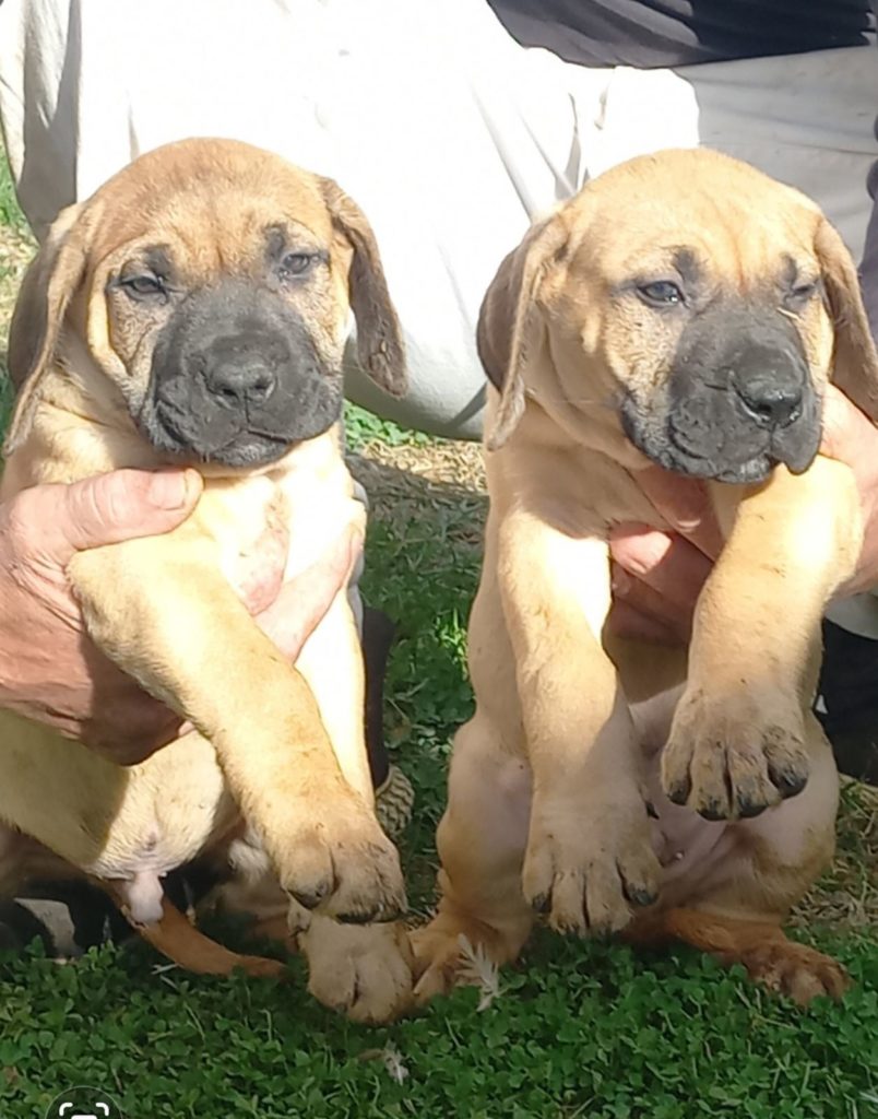 Presa Canario štenci