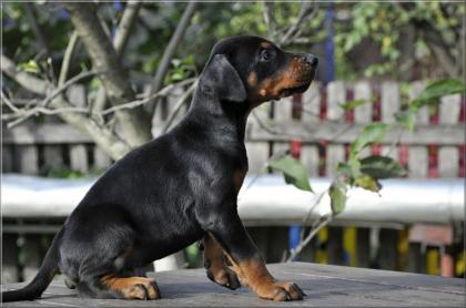 DOBERMAN ŠTENCI