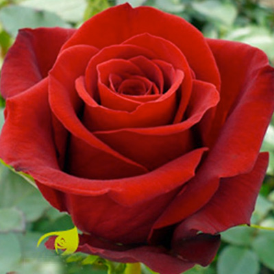Ruža čajevka red queen