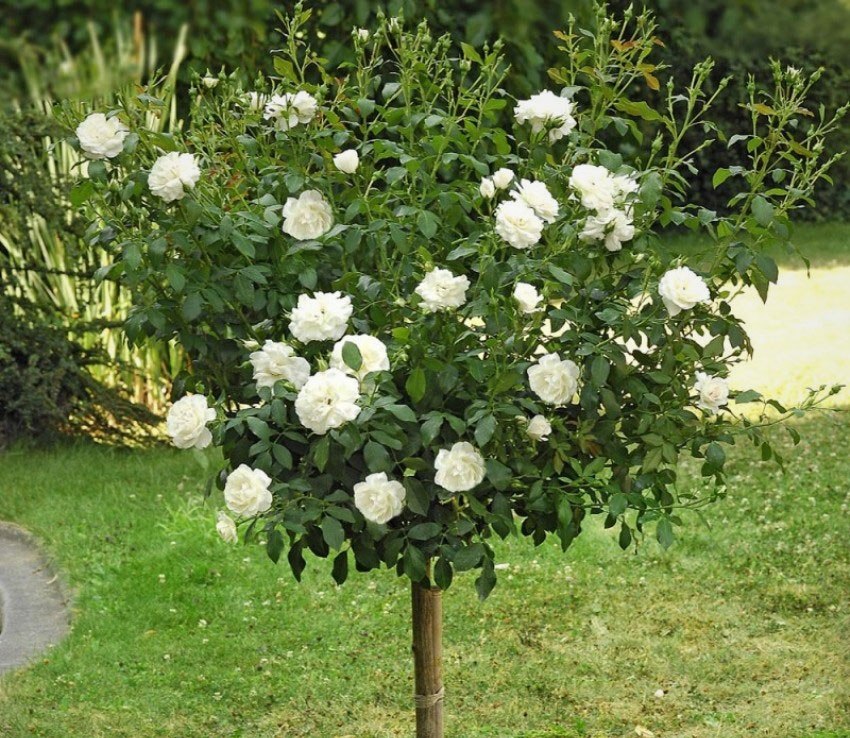 Ruža stablašica bela