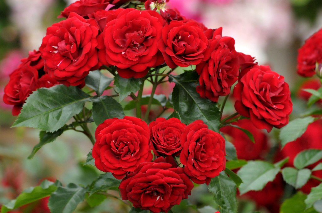Ruža mnogocvetna crvena