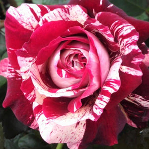 Ruža čajevka Hulio inglesias