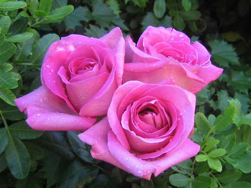 Ruža čajevka roza mirisna