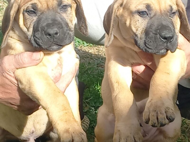 Presa Canario štenci