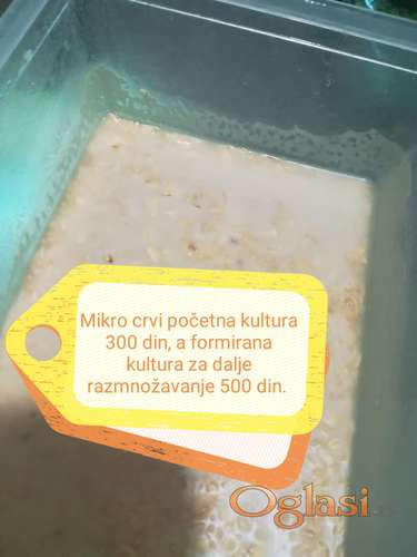 Mikro crvi