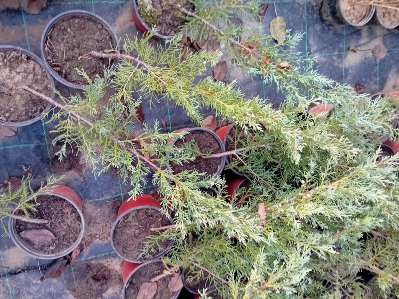 Juniperus sabina zeleni