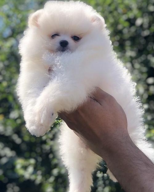 Pomeranac,Pomeranian,Boo štenci