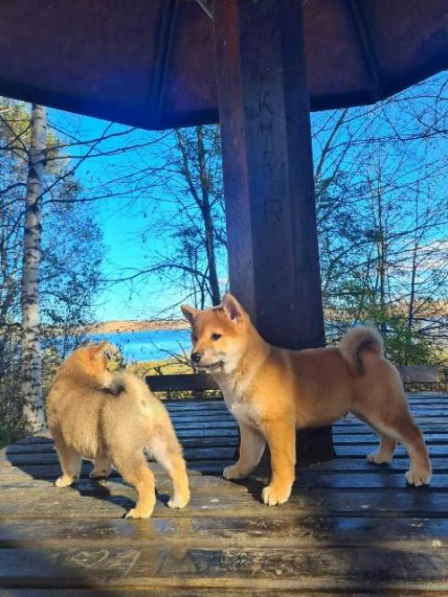 TOP Shiba Inu štenci!