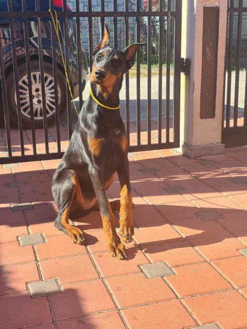 Doberman zenka od vrhunskih roditelj,stara 6 meseci