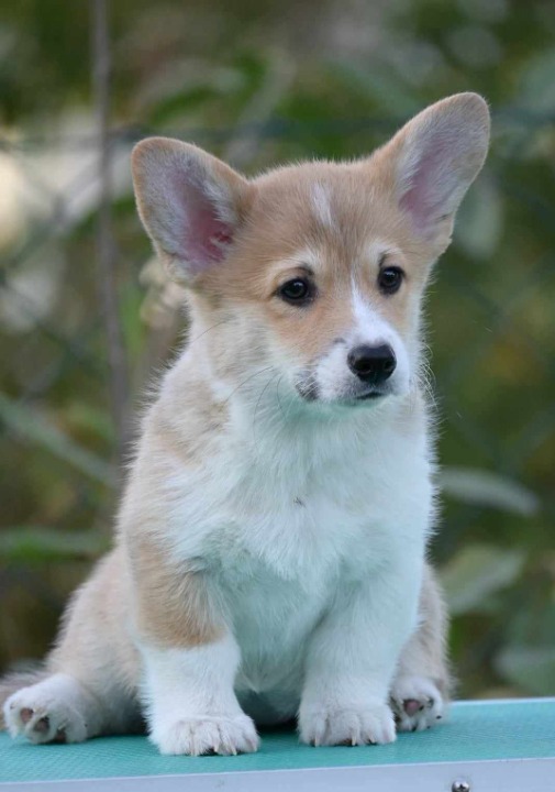 Velski korgi/Welsh Corgi Pembroke