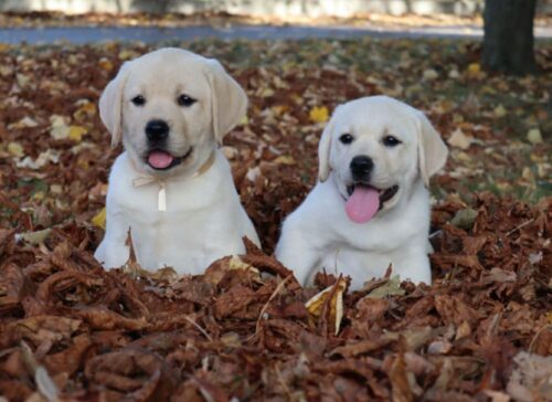 Labrador Retriver TOP PONUDA