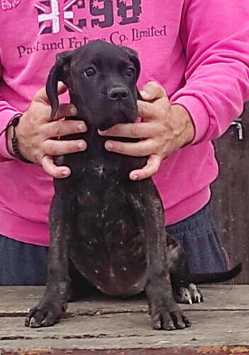 Cane Corso oba pola starost 3,5 meseca