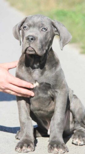 Cane Corso štenci