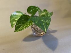 Golden Pothos - Epipremnum Aureum