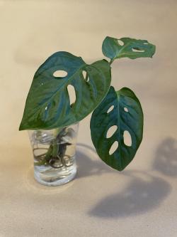 Monstera Adansonii