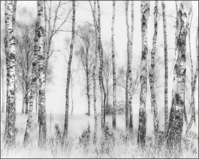 Crno bela suma, uramljena slika 40x50cm