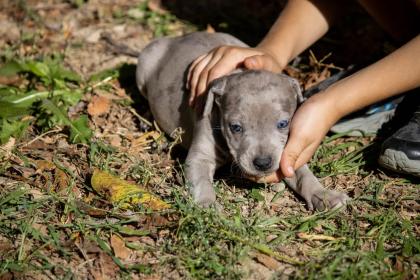 Američki pit bull terijer štenci