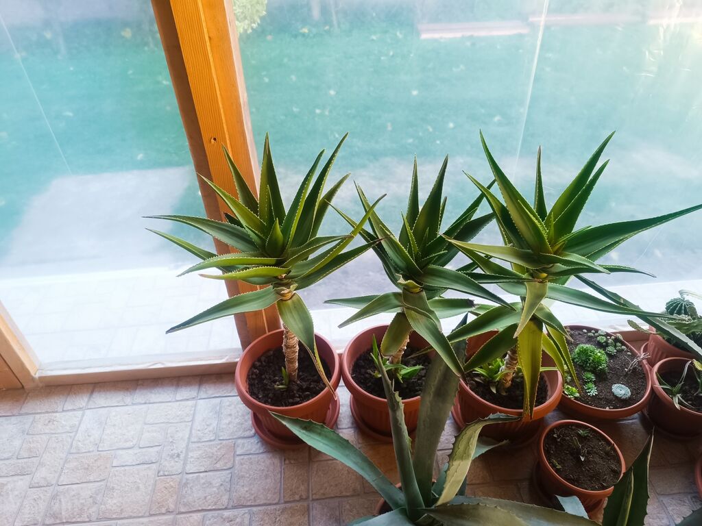 Aloe Vera više vrsta