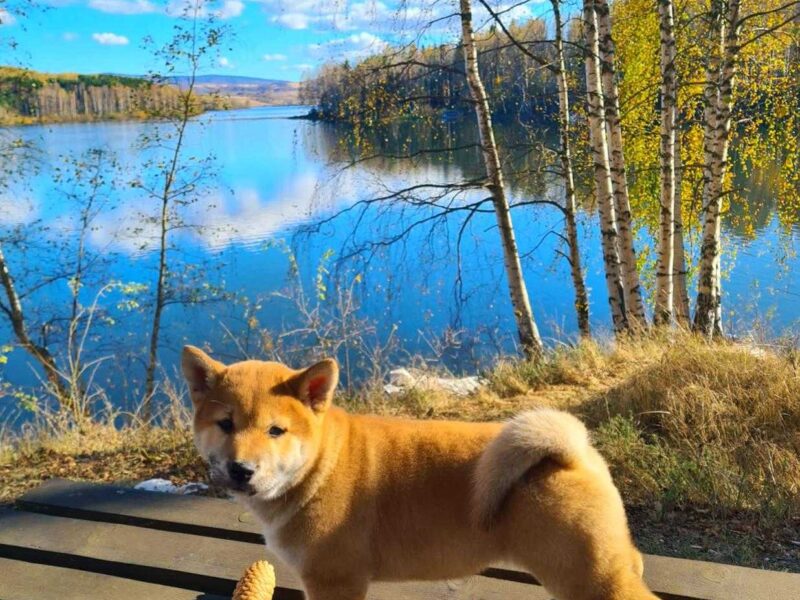 TOP Shiba inu stenci