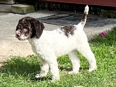 Lagotto Romagnolo štenci