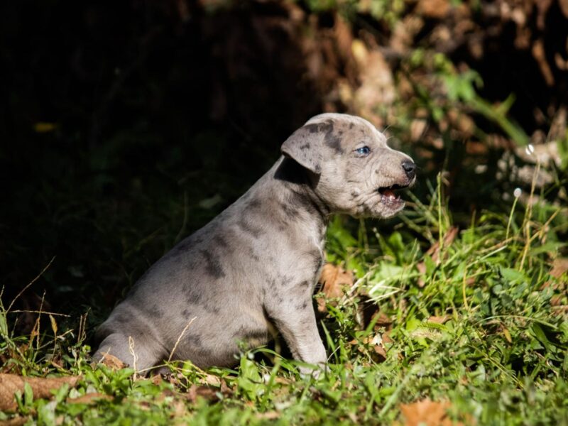 Američki pit bull terijer štenci