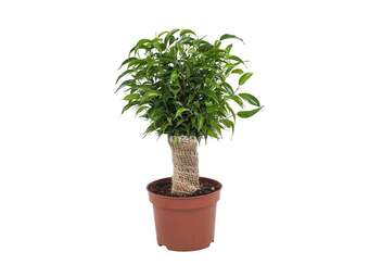 Ficus benjamina natasja