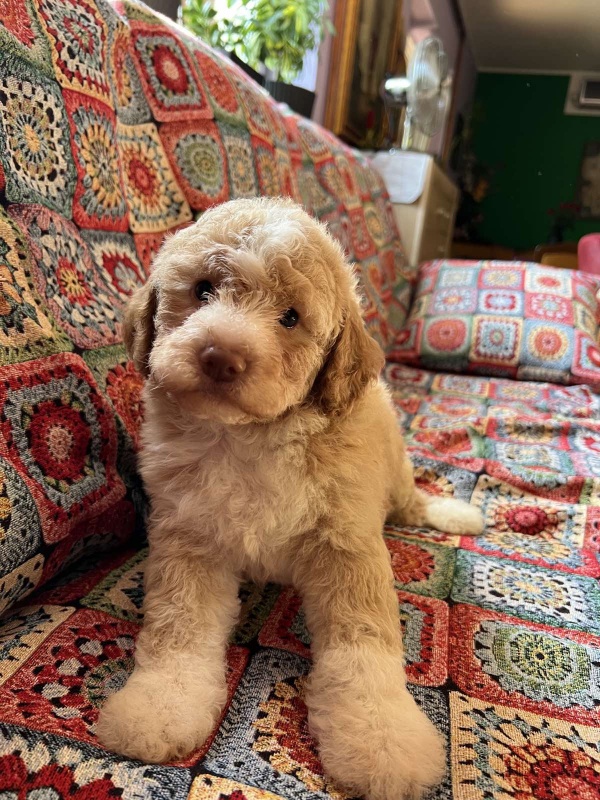 Lagotto Romagnolo štenci