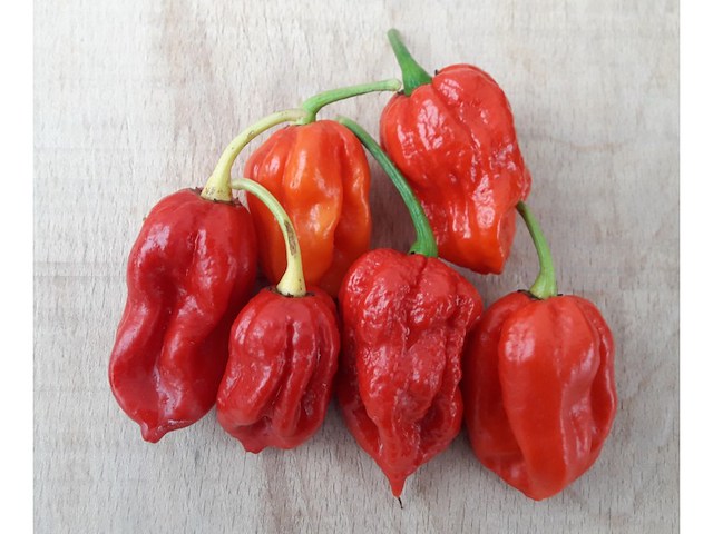 7 Pot Jonah Strain - Chili pepper 20 semenki