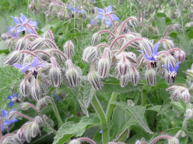 Borač - Borago officinalis