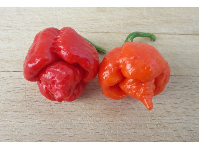 7 pot Brainstrain Red - 20 semenki chili paprike