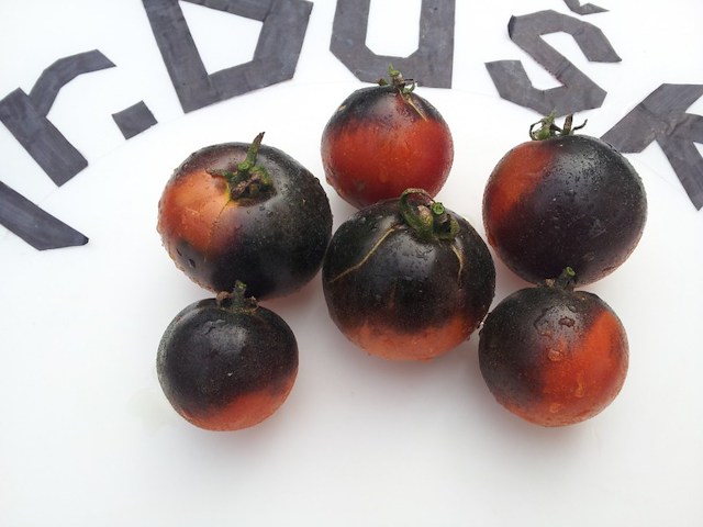 Paradajz `Woolly Kate` (plisani paradajz) 40 semena