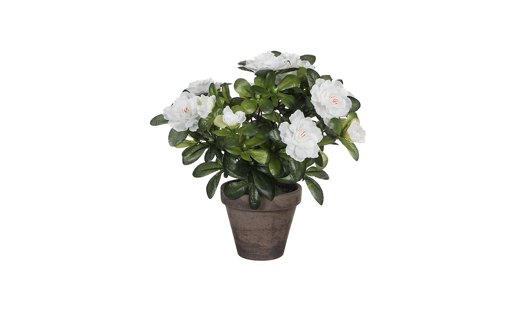 Biljka u saksiji Azalea 27 cm bela