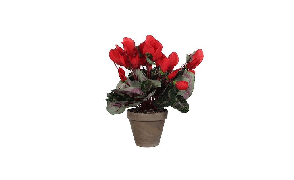 Biljka u saksiji Cyclamen 30 cm crvena