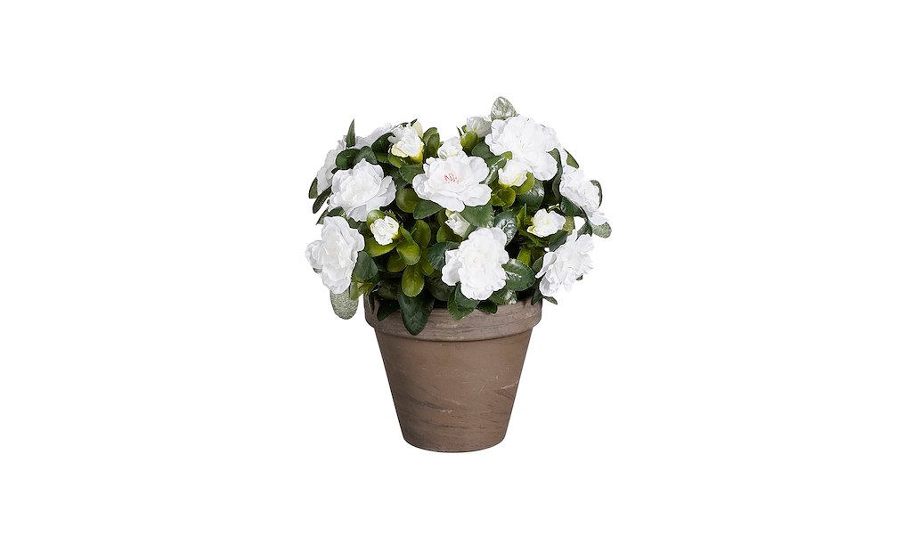 Biljka u saksiji Azalea 31cm bela