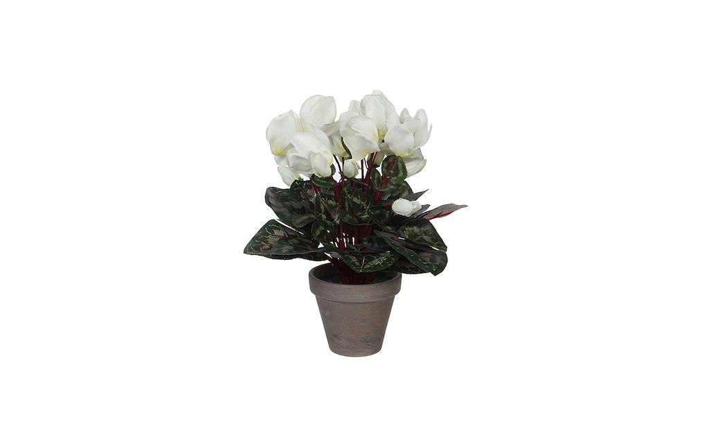 Biljka u saksiji Cyclamen 30cm bela