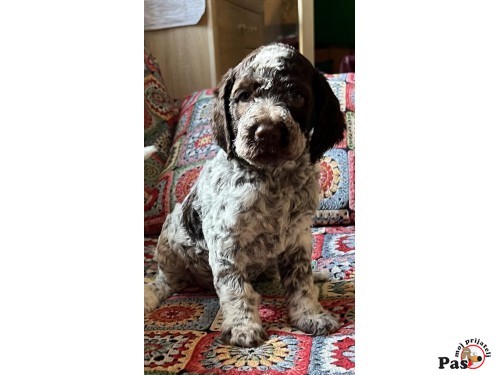 Lagotto romagnolo