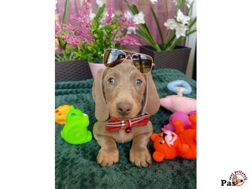 Jazavičar oštrodlaki - Dachshund