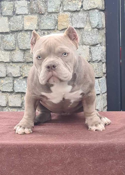 American bully štenci