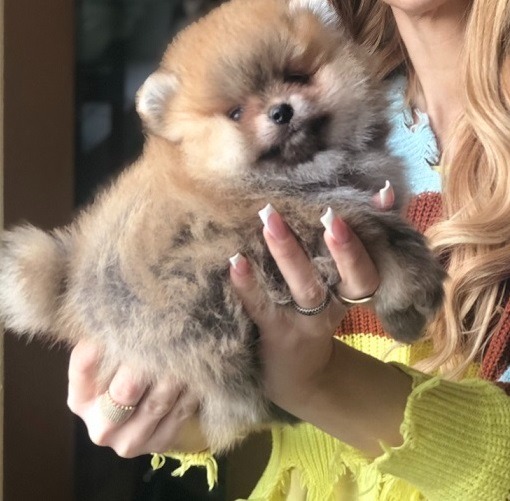 Pomeranski špic,Pomeranac,Pomeranian,Boo štenci