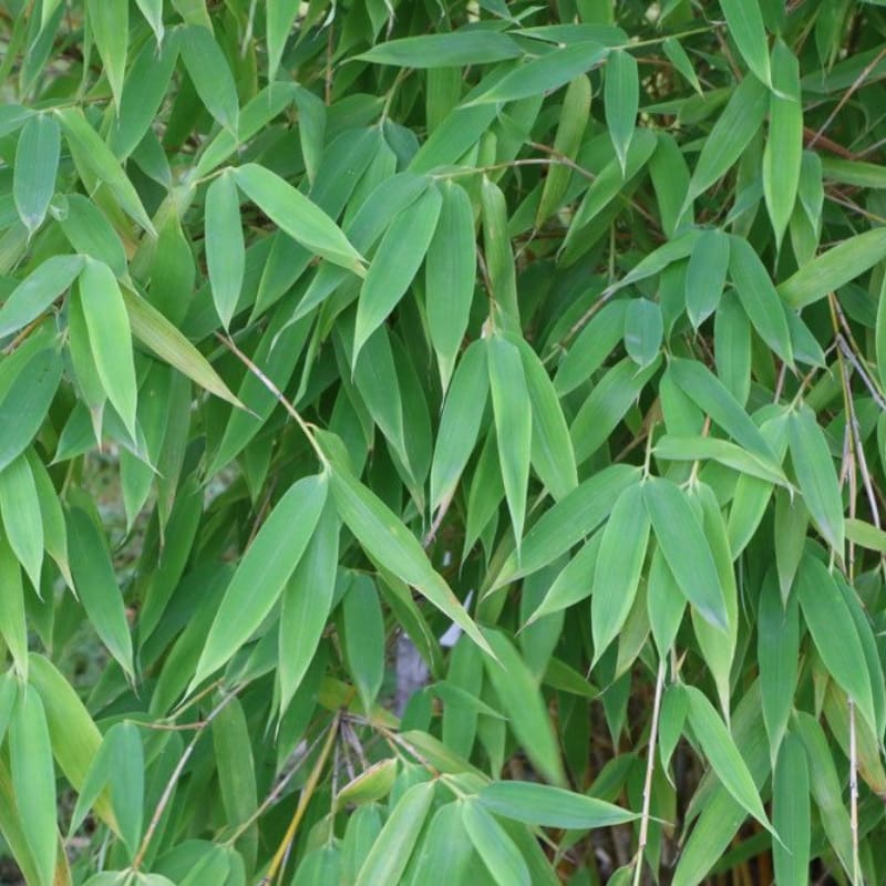Bambus miks
