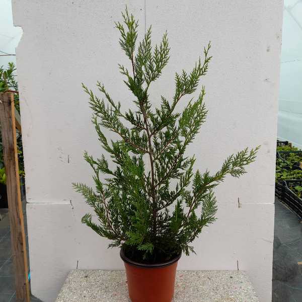 Cupressocyparis Leylandii 60 cm