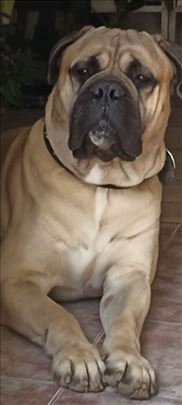 Bullmastiff spreman za parenje