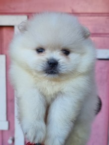 Pomeranac boo