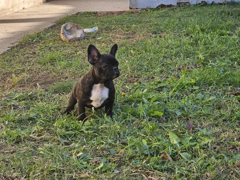 Francuski Buldog štenci