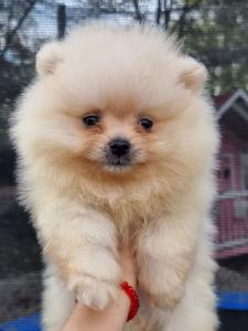 Pomeranac boo